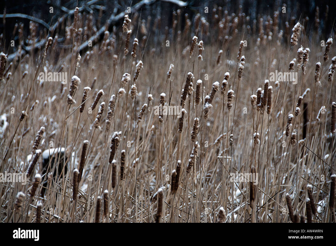 Typha latifolia or cat tails in winter Stock Photo - Alamy