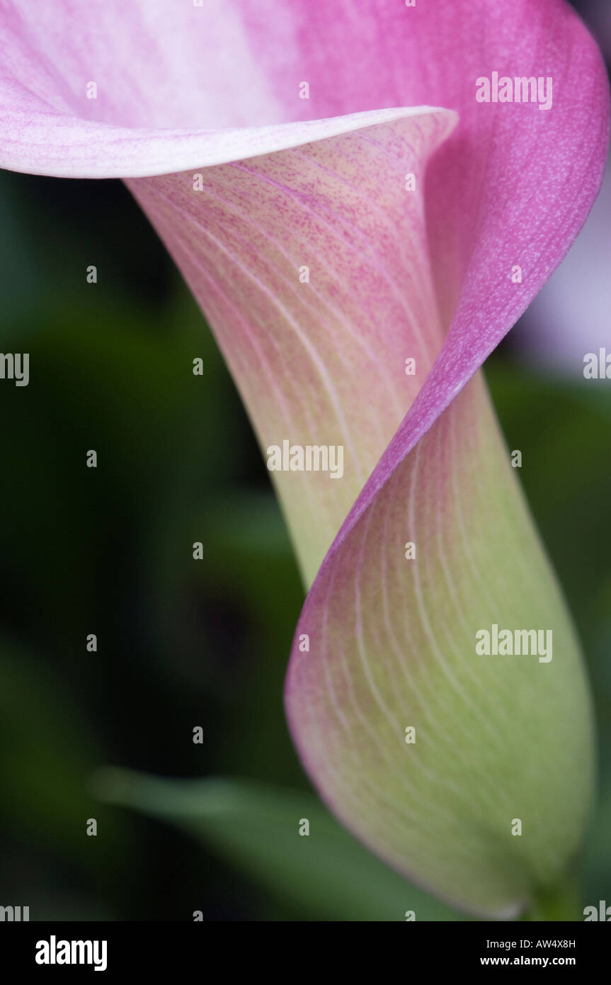 Calla rose hi-res stock photography and images - Alamy