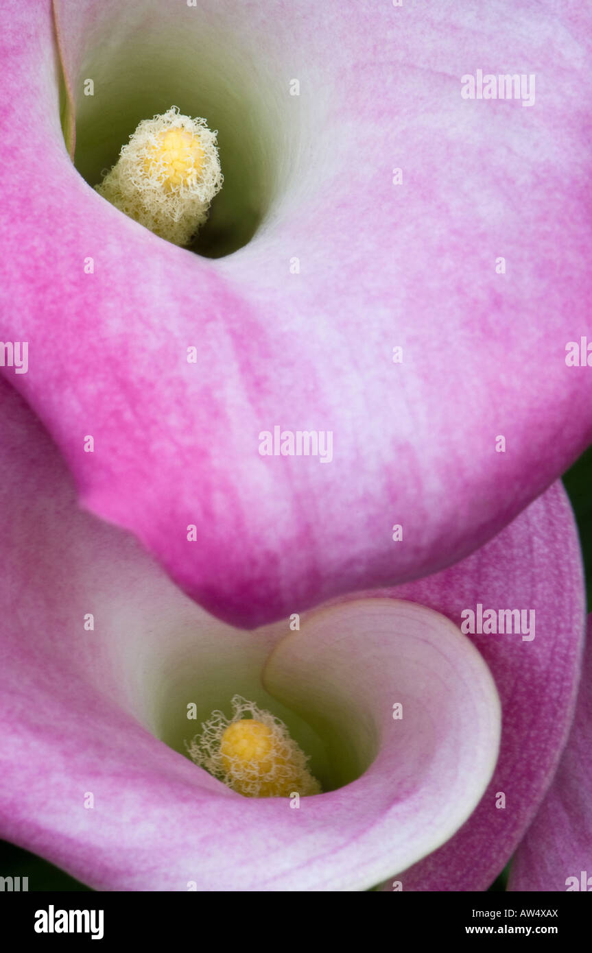 Calla rose hi-res stock photography and images - Alamy