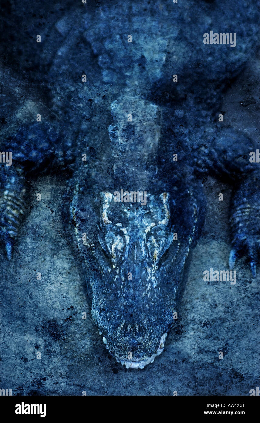 Camouflaged crocodile hi-res stock photography and images - Alamy