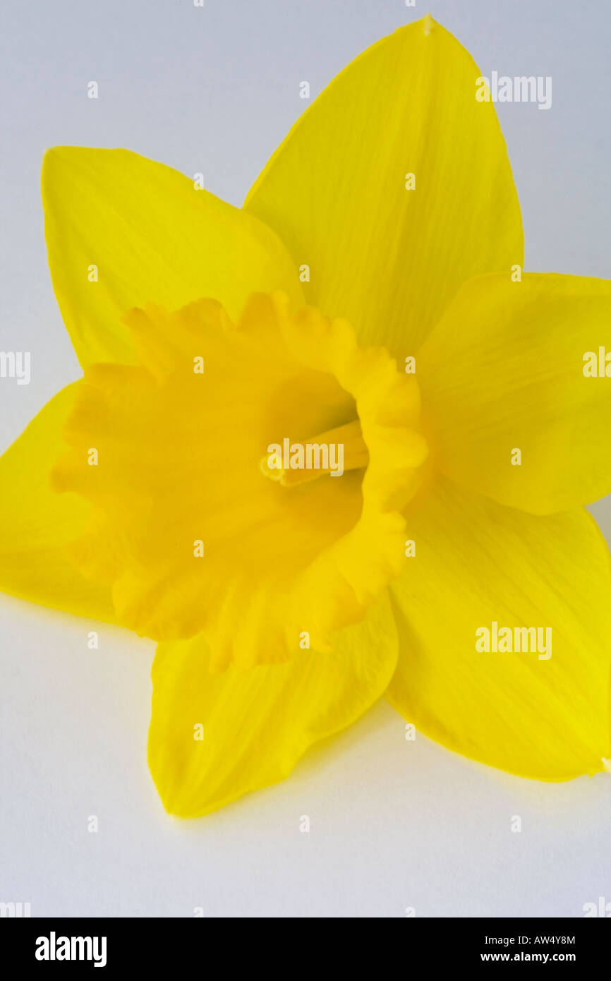 Close-up of Daffodil,Wales,UK Stock Photo - Alamy