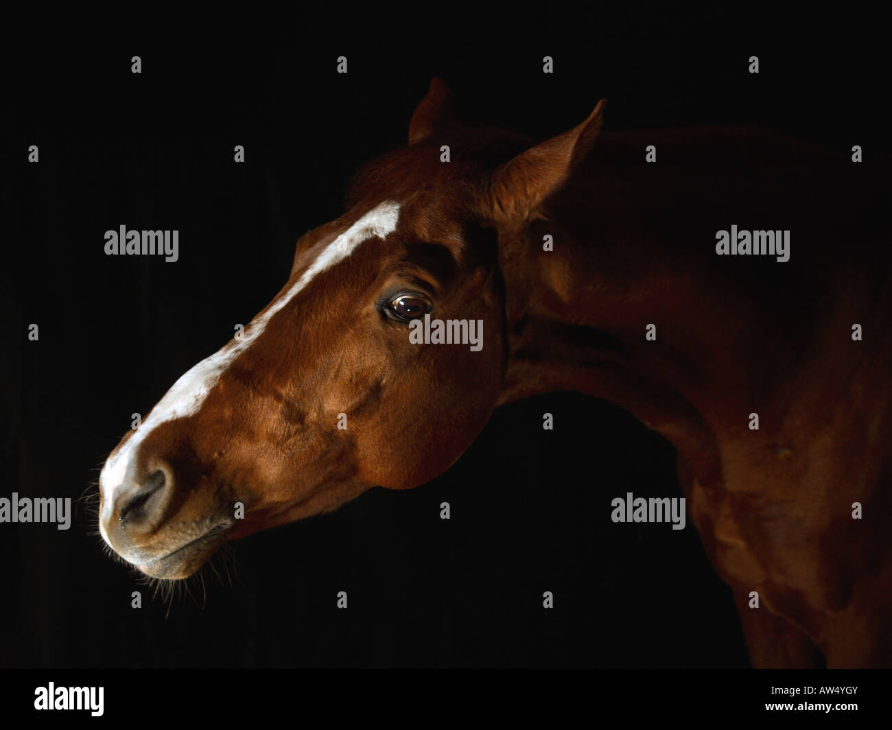 Portrait of the red horse in dark stable Stock Photo - Alamy