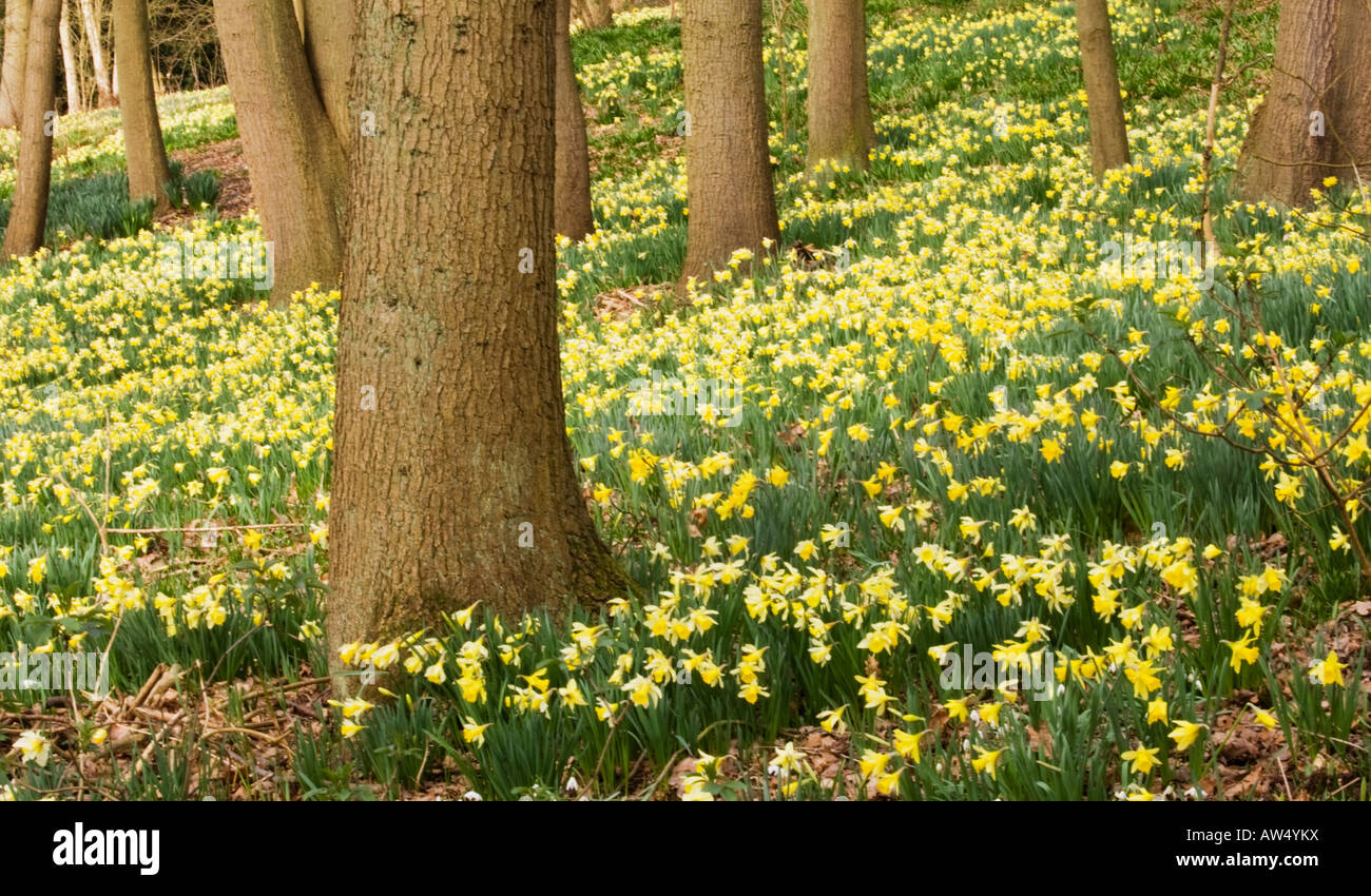 Daffodils flowers growing,Wales,England,UK Stock Photo - Alamy