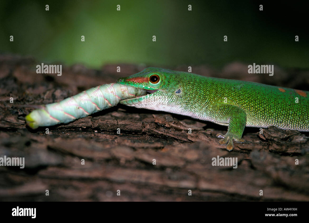 Lizard eating caterpillar hi-res stock photography and images - Alamy