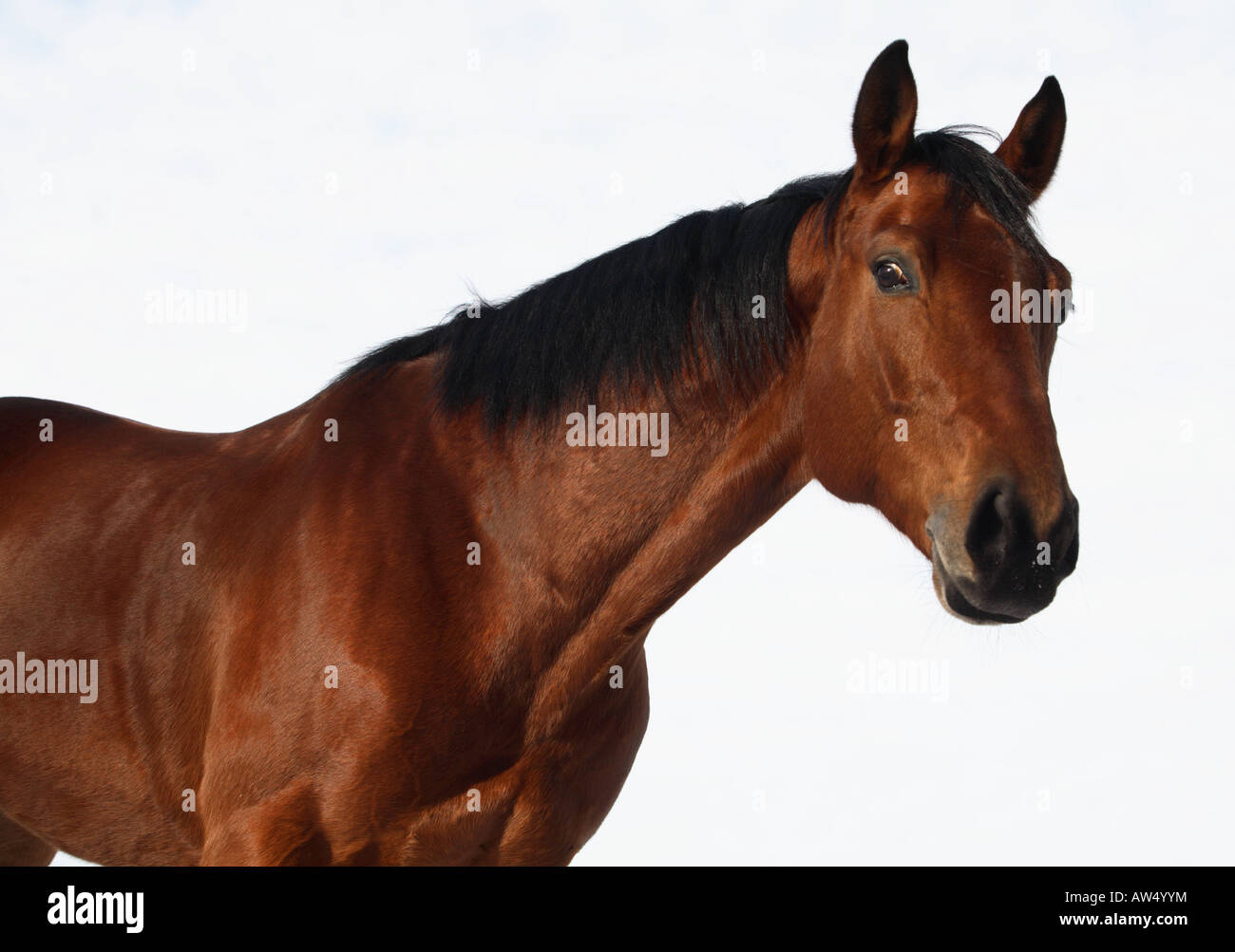 Horse hester hi-res stock photography and images - Alamy
