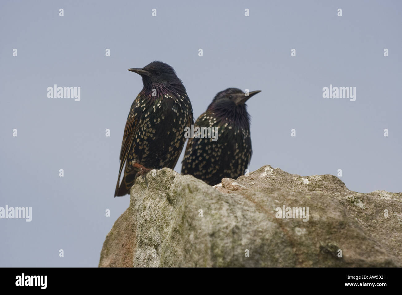 Trushes hi-res stock photography and images - Alamy