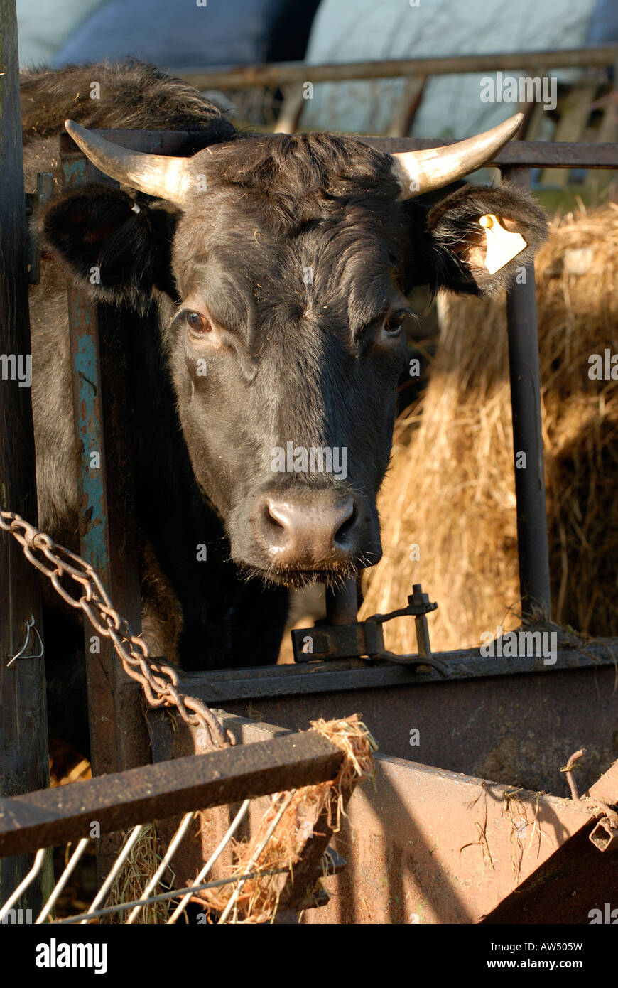 a long horned highland cattle livestock bull cow bullock beast in a ...