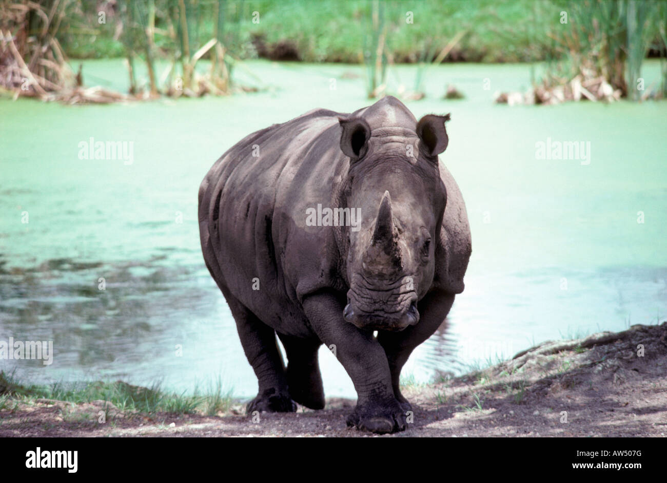 Rhinoceros blanc hi-res stock photography and images - Alamy