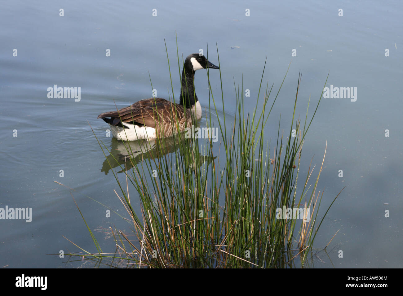 Swimming goose on pond or water feature Stock Photo - Alamy