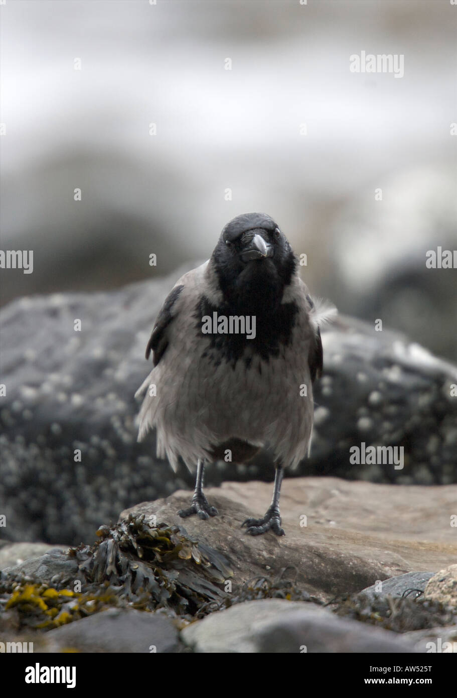 Hooded crow scotland hi-res stock photography and images - Alamy