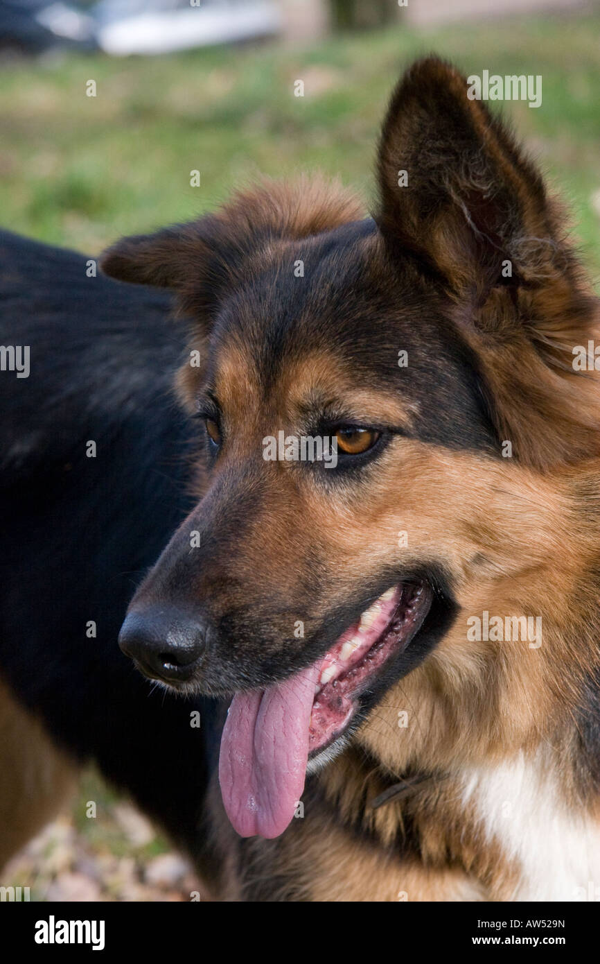 German shepherd dog, face close up Stock Photo - Alamy