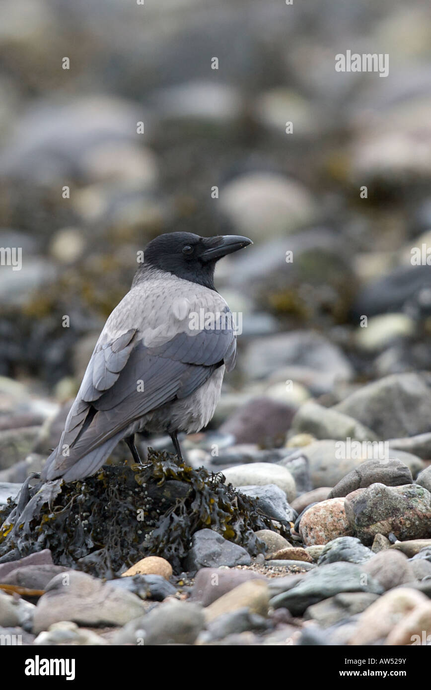 Hooded crow scotland hi-res stock photography and images - Alamy