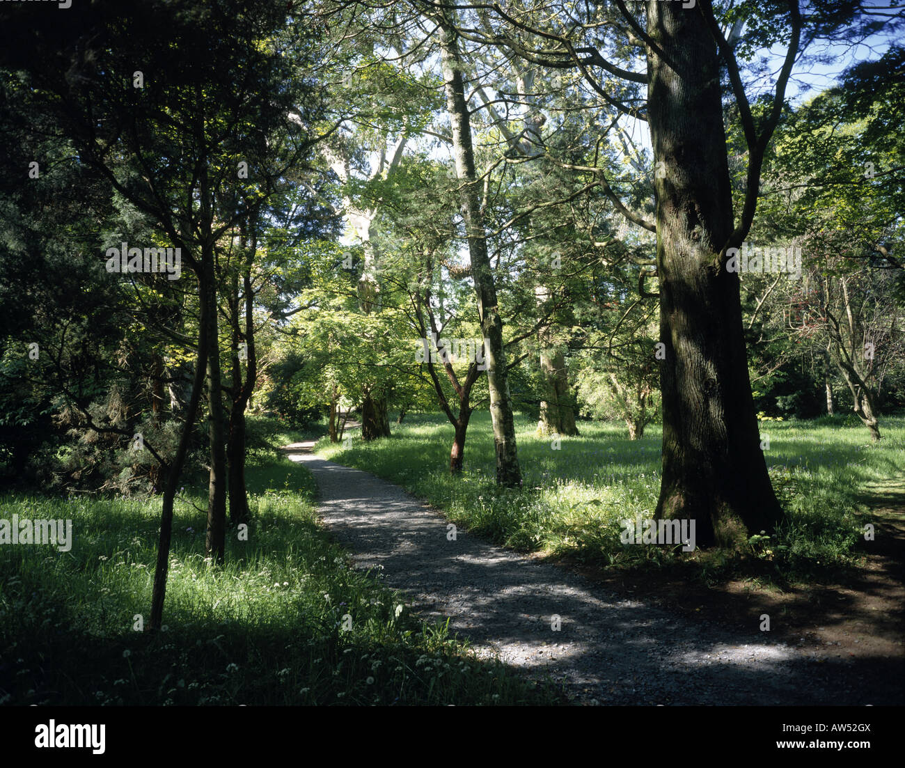Eucalyptus plantation Path through tree Blue flowers amongst grass ...