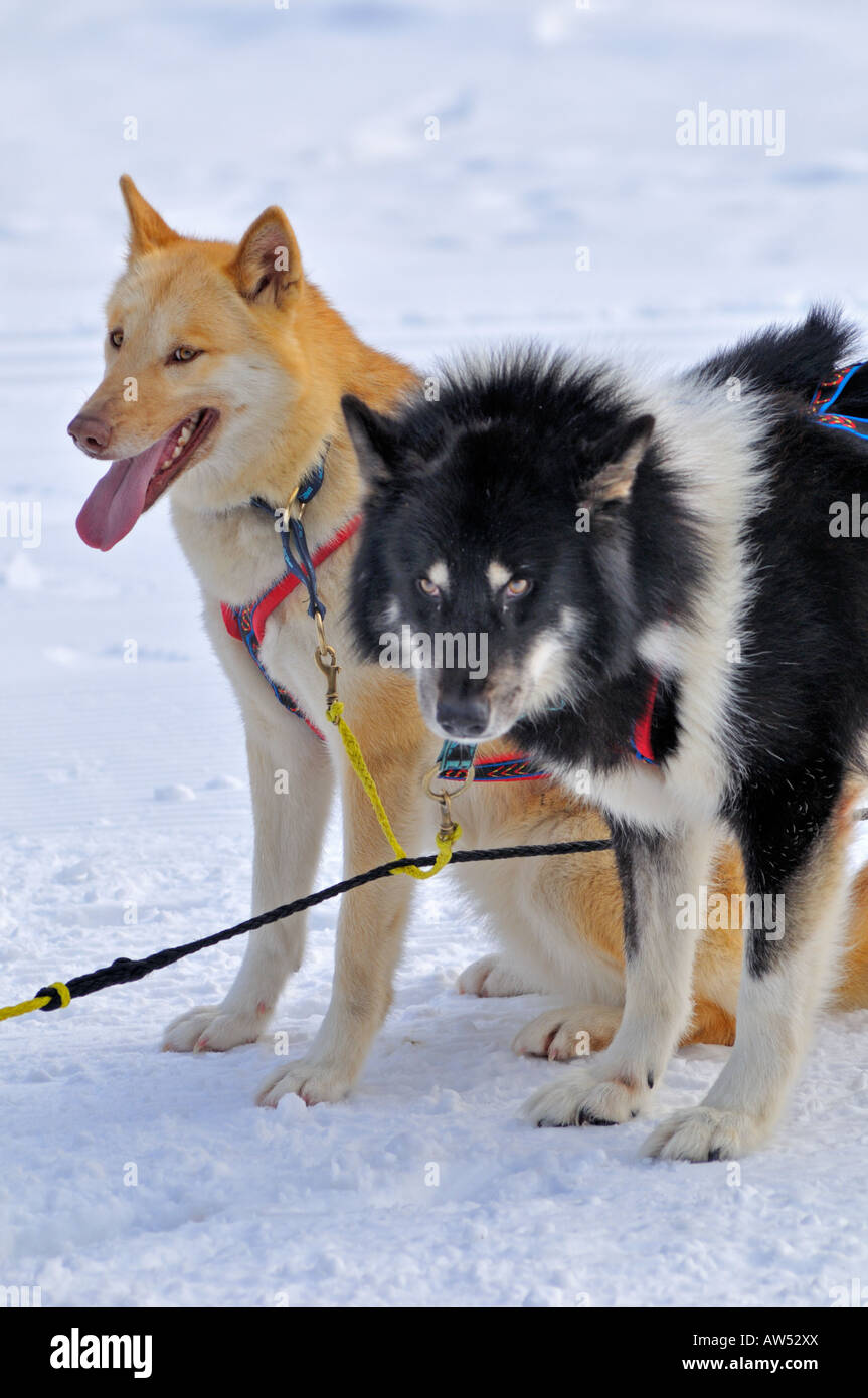 Pair sleigh dogs, Switzerland Europe Stock Photo - Alamy