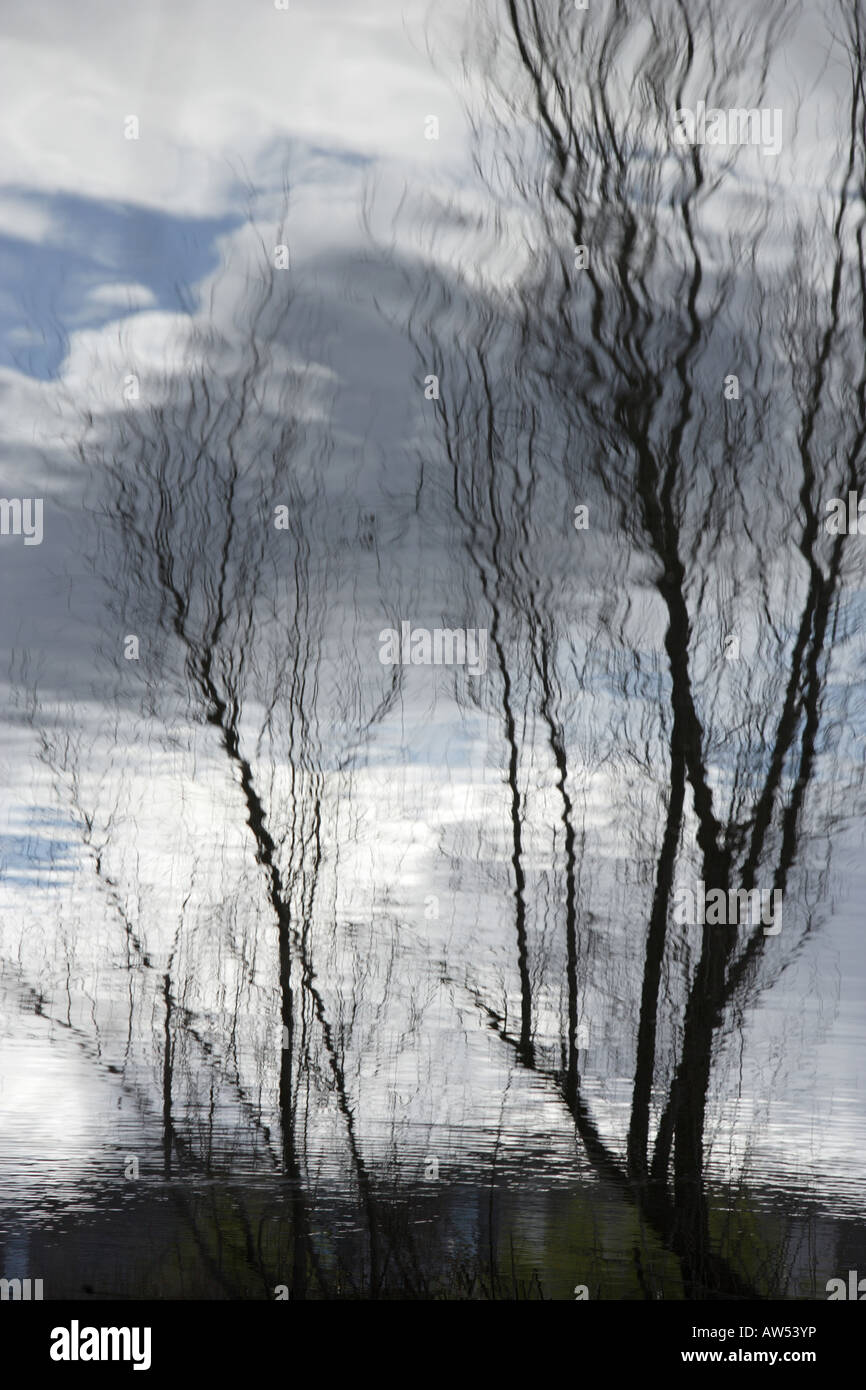 Fine art trees reflect Stock Photo - Alamy