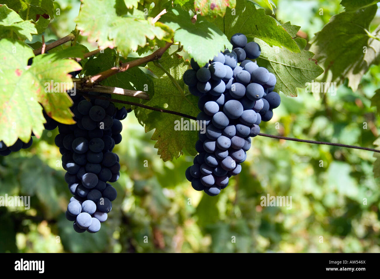 Cluster of grapes Stock Photo - Alamy