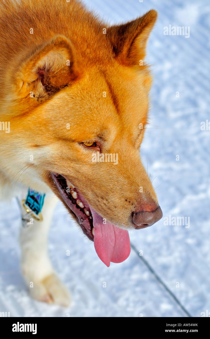 Sleigh dog Switzerland Europe Stock Photo - Alamy