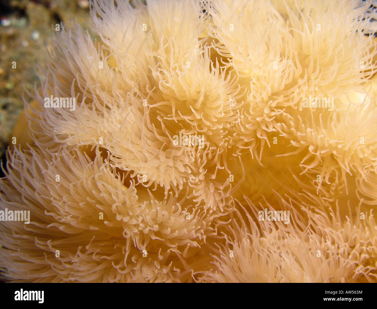 Monterey Bay, California, USA Underwater anemone Stock Photo - Alamy
