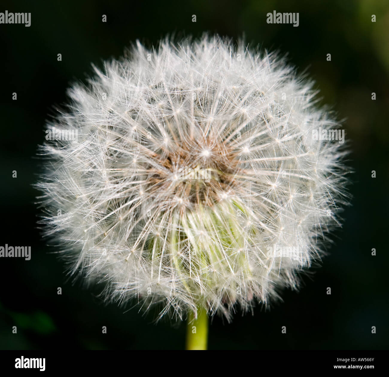 Dandelion bracts taraxacum officinale hi-res stock photography and ...
