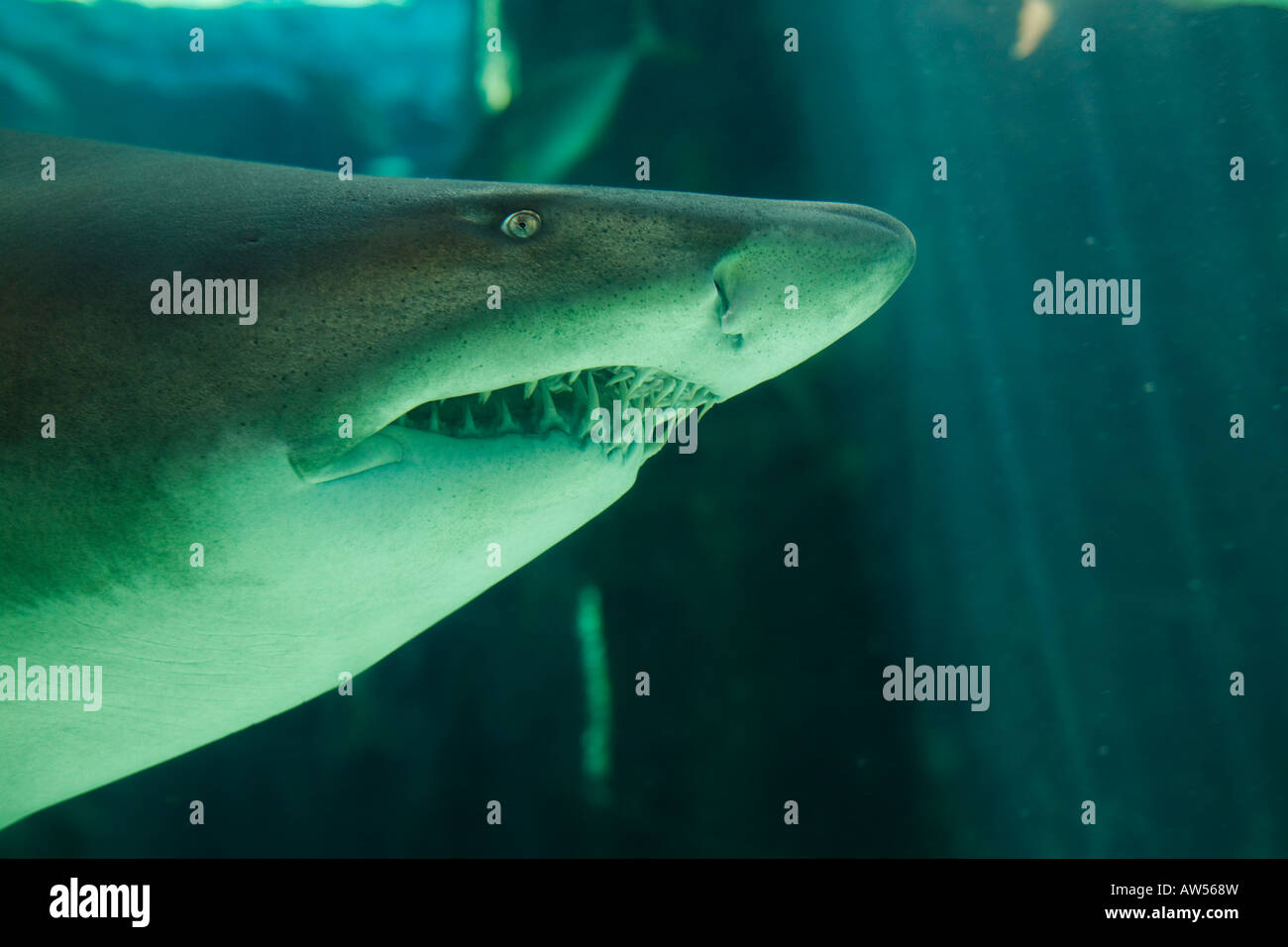 Odontaspis Ferox High Resolution Stock Photography and Images - Alamy