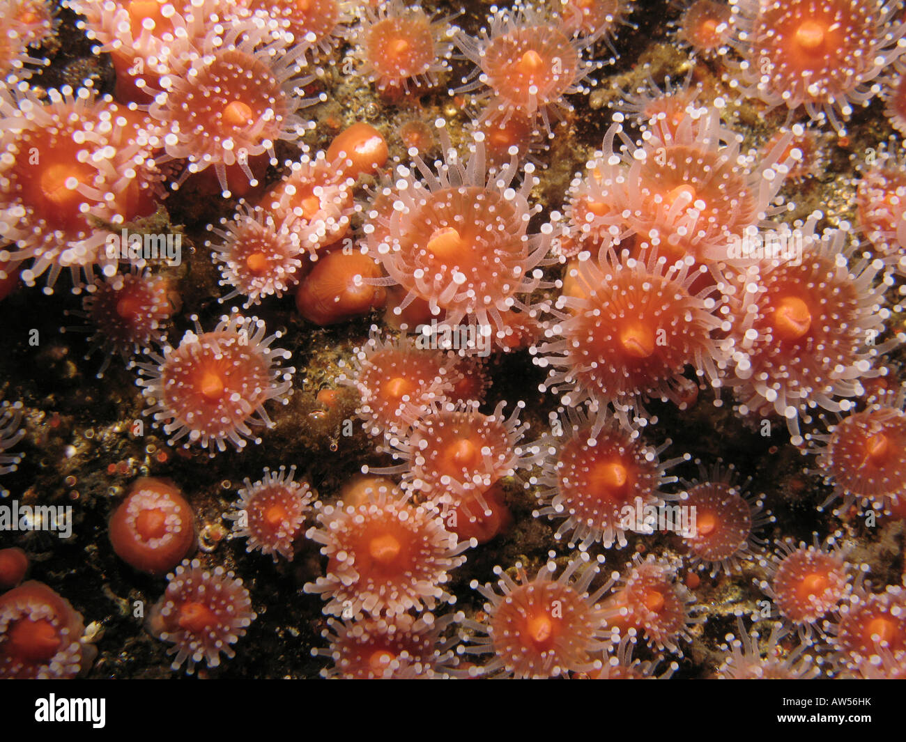 Red strawberry anemone hi-res stock photography and images - Alamy
