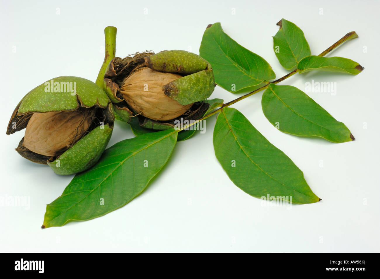 English Walnut, Persian Walnut (Juglans regia), nuts and leaf, studio ...