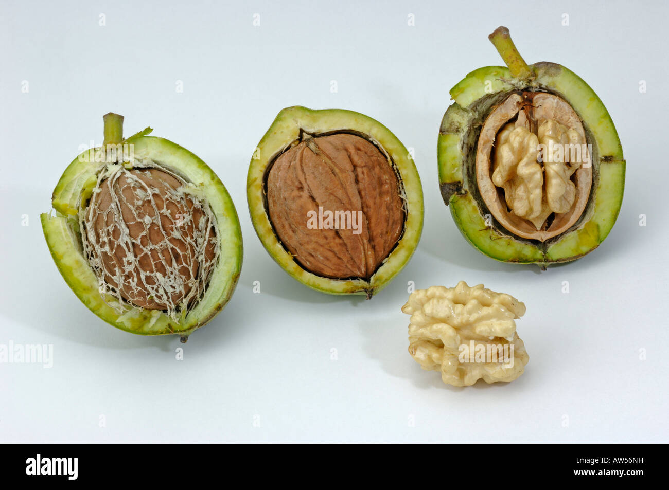 English Walnut, Persian Walnut (Juglans regia), opened fruit in various ...