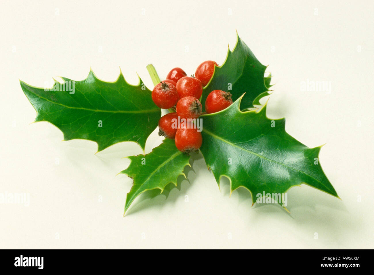 English holly ilex aquifolium hi-res stock photography and images - Alamy
