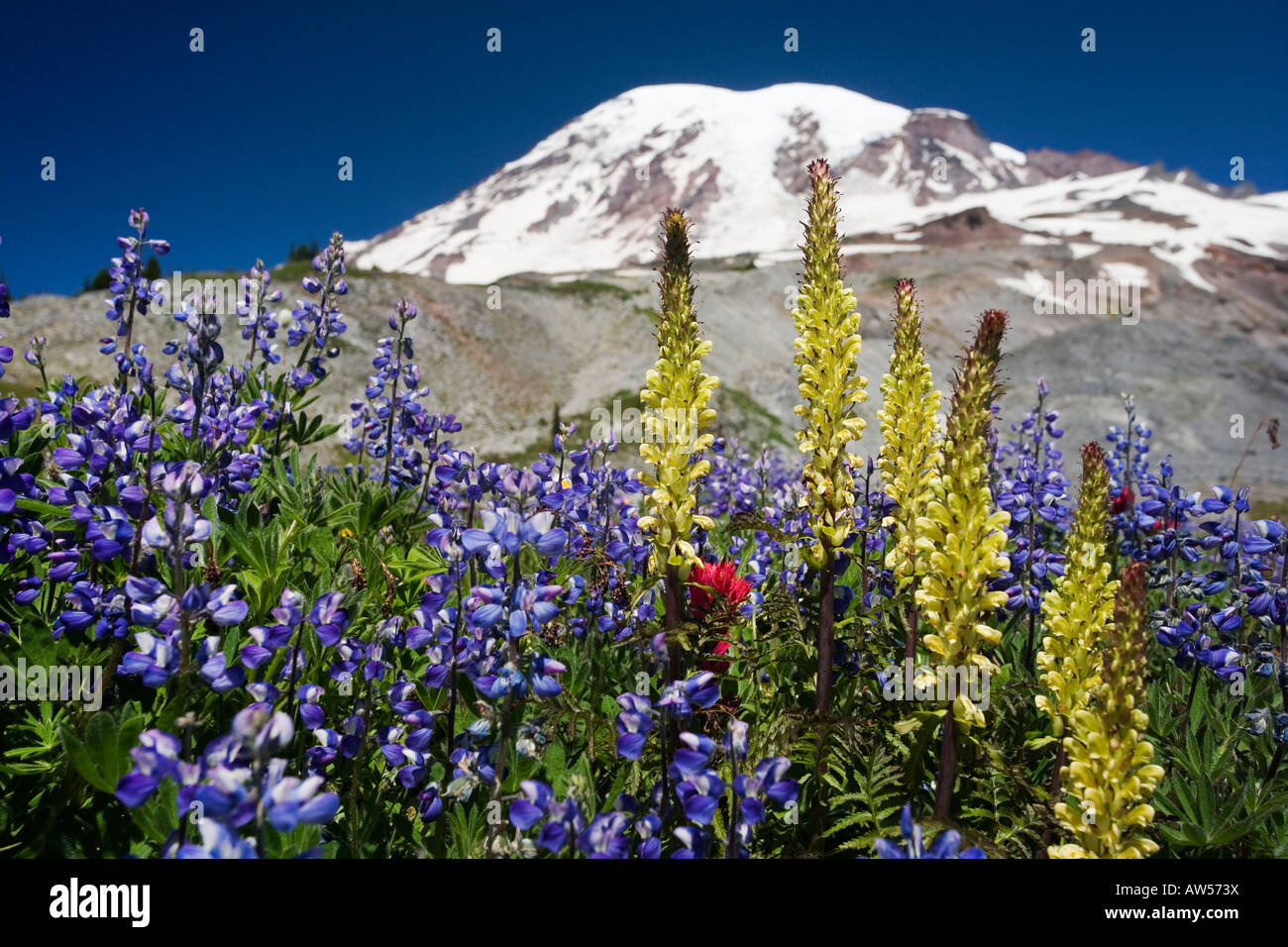 alpine country above Paradise Mt. Rainier National Park Stock Photo - Alamy