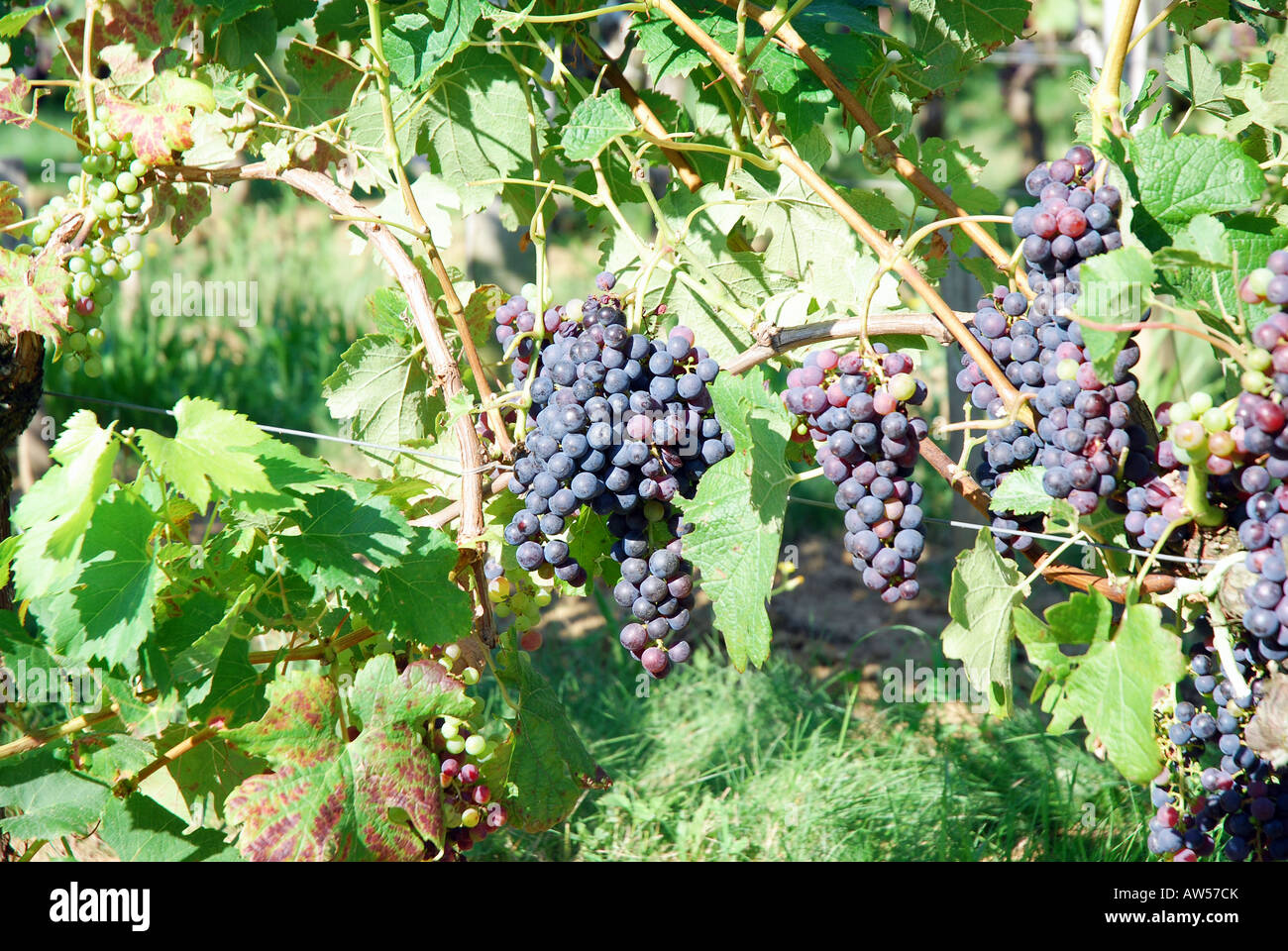St emilion grapes hi-res stock photography and images - Alamy
