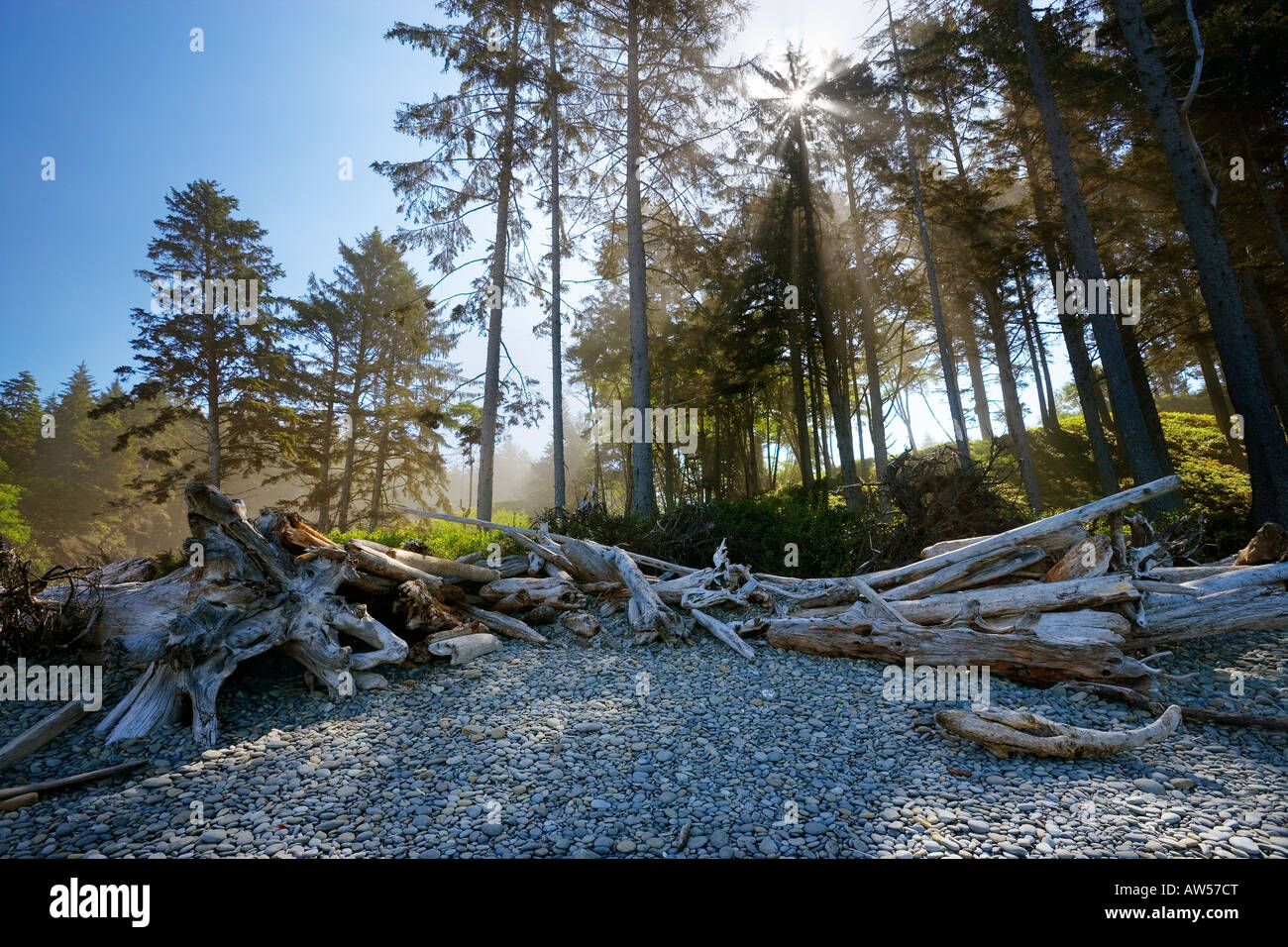 Fog in trees above Ruby Beach Olympic National Park Stock Photo - Alamy