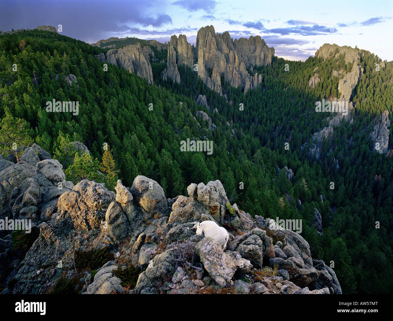 mountain goat on rocky summit in Custer State Park Stock Photo - Alamy
