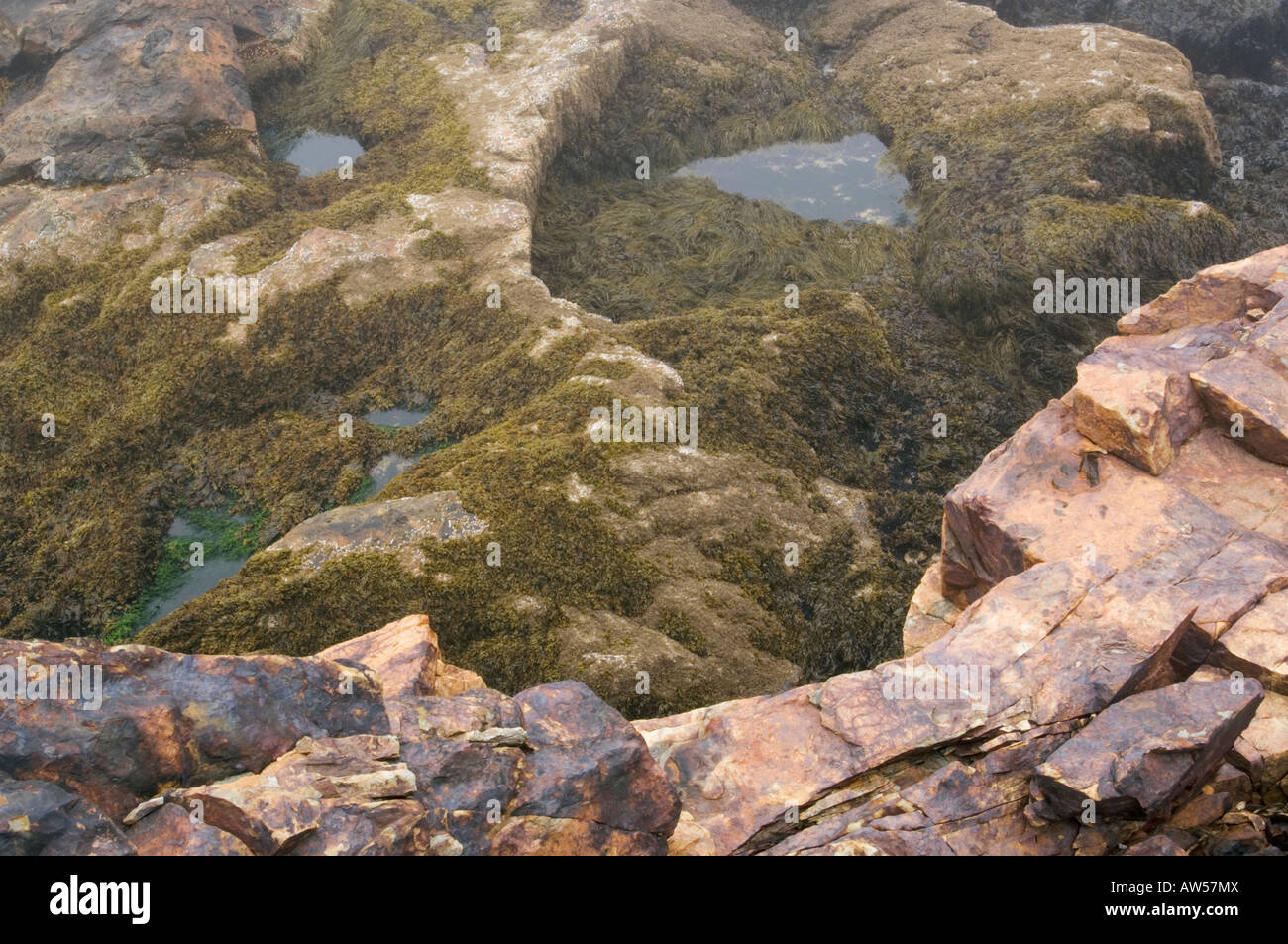 Cliffs and tide pools above Little Hunters Beach Acadia National Park ...