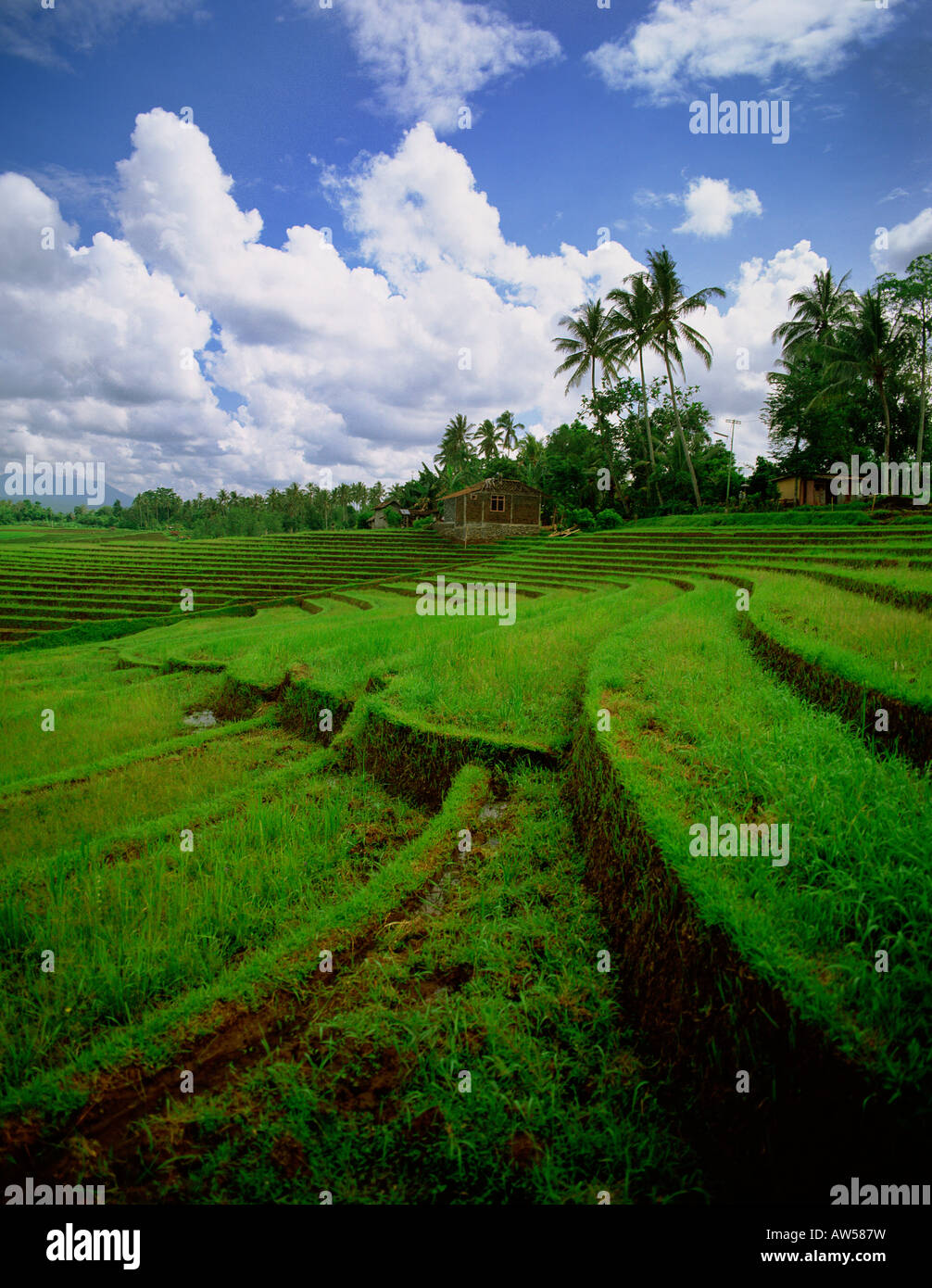 Rice paddy, Bali Stock Photo - Alamy