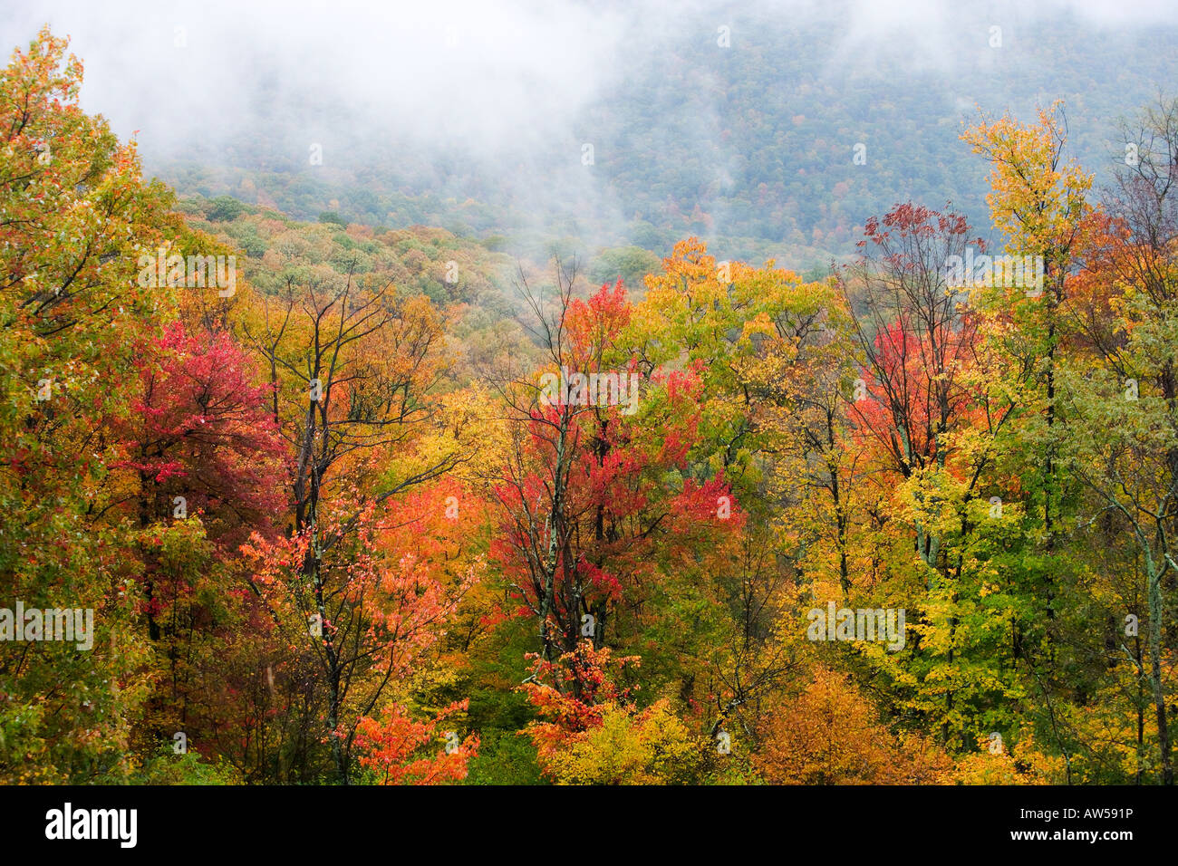 Shenandoah National Park forest autumn Stock Photo - Alamy