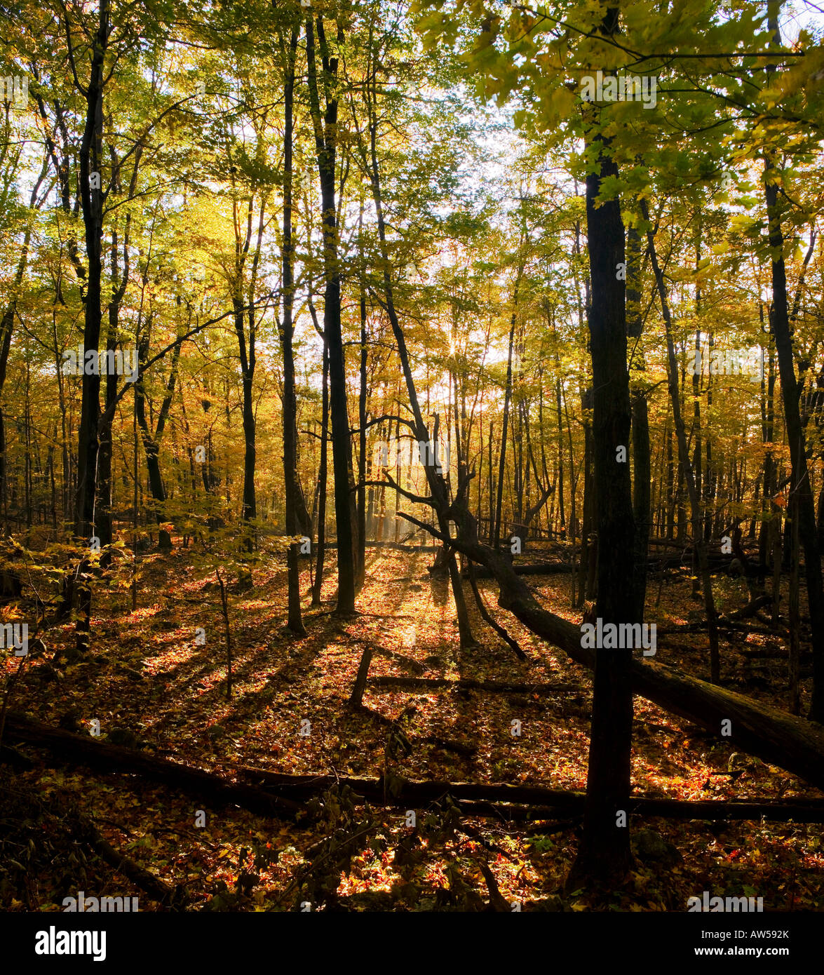 Shenandoah National Park forest Stock Photo - Alamy