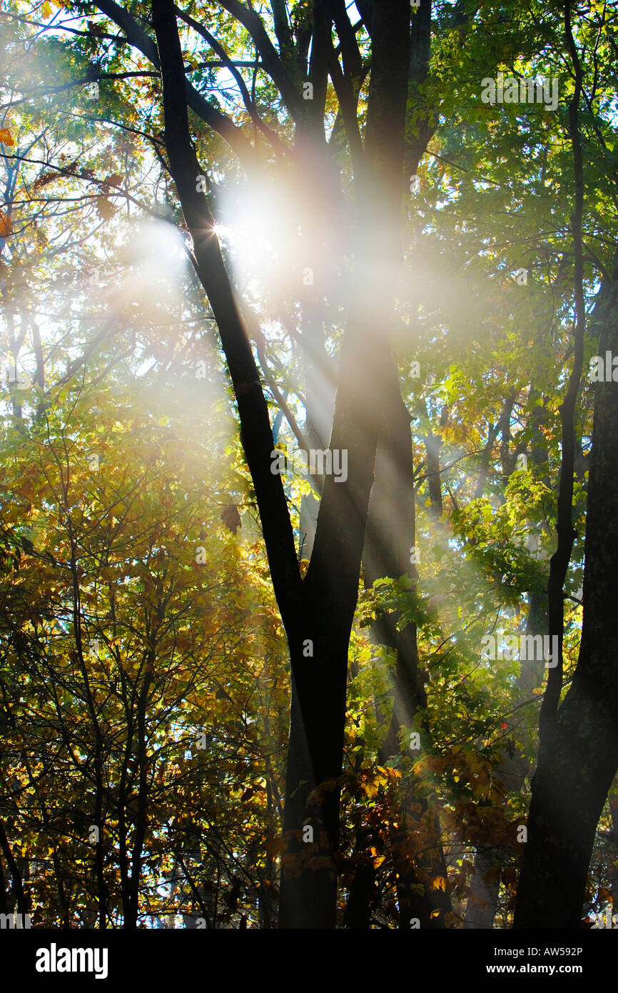 Shenandoah National Park forest Stock Photo - Alamy