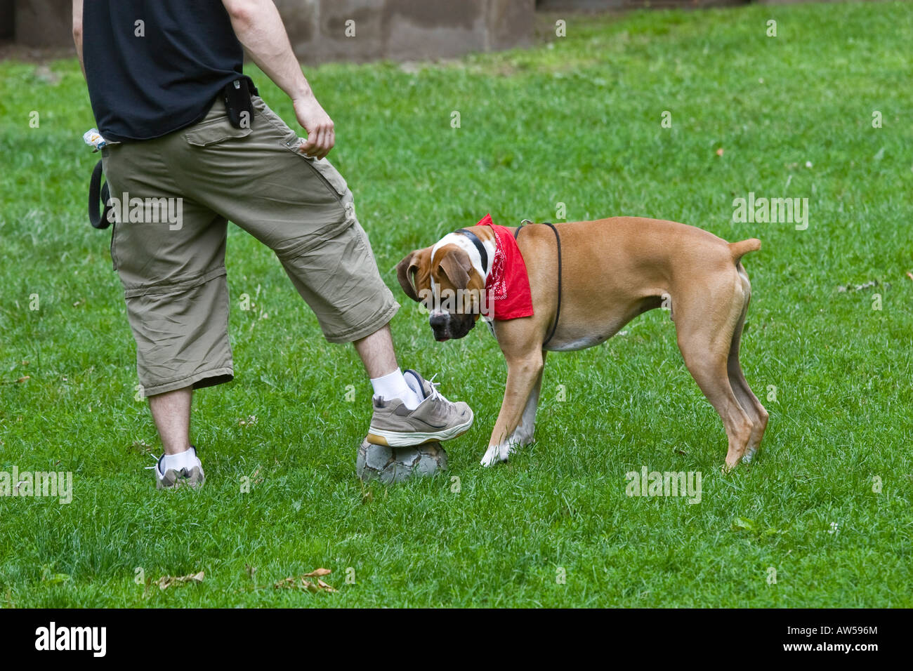 Owner playing with Boxer dog Stock Photo - Alamy