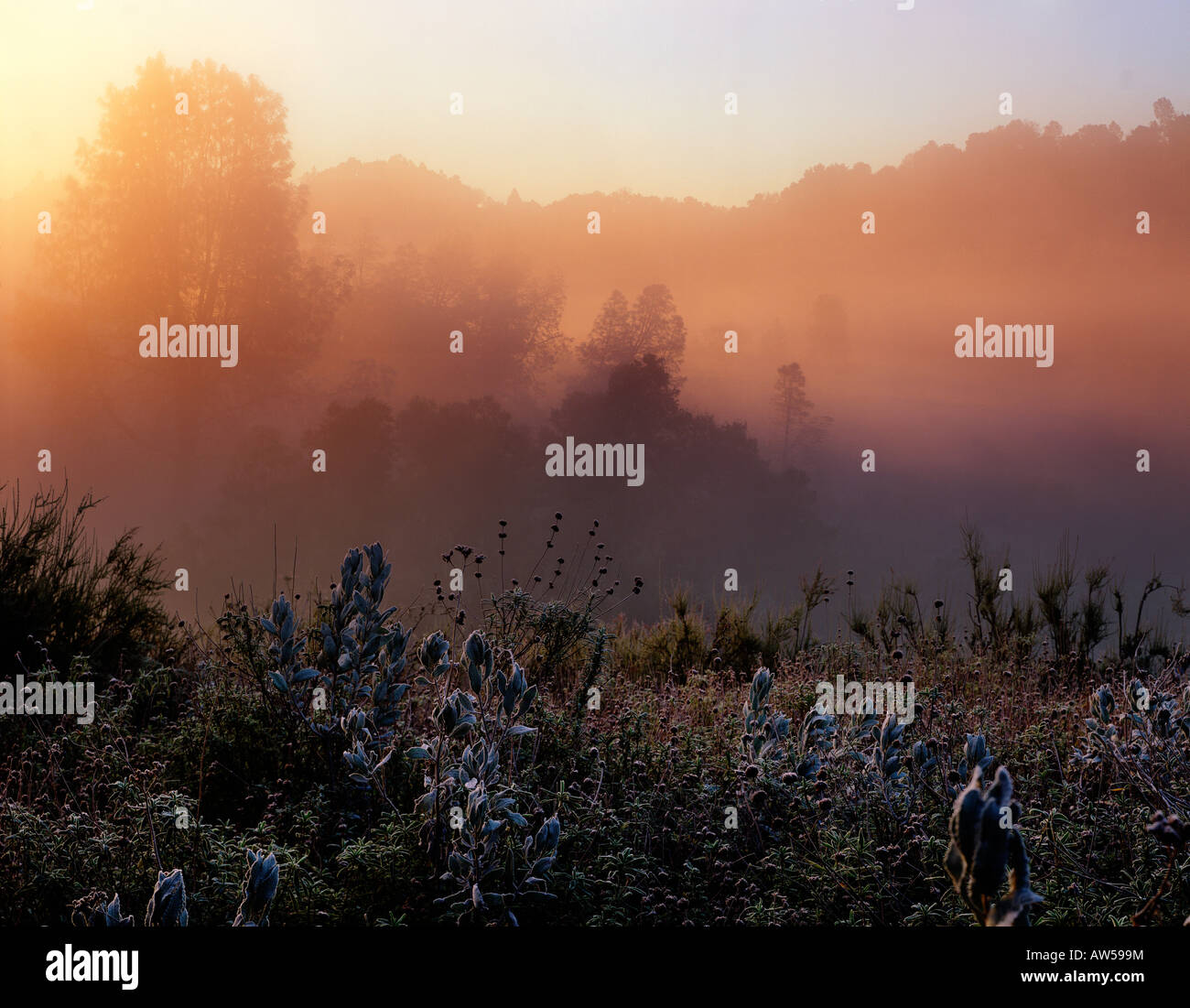 California sunlight hi-res stock photography and images - Alamy