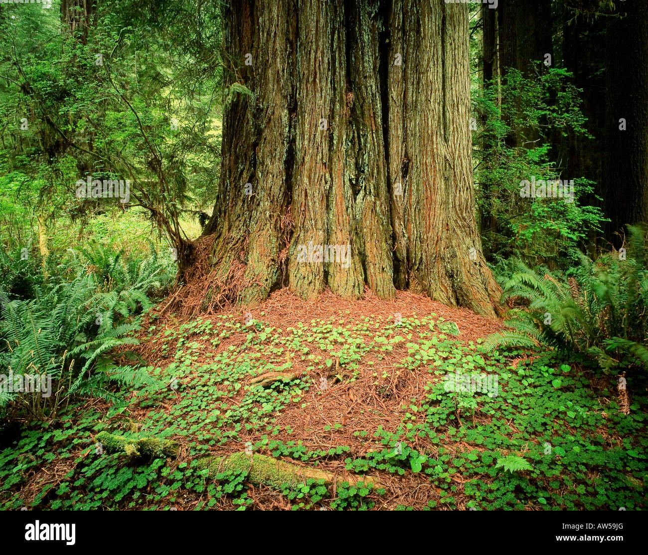 Trunk of Coastal Redwood tree Stock Photo - Alamy
