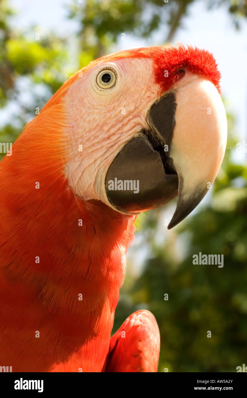 Mexican parrot hi-res stock photography and images - Alamy