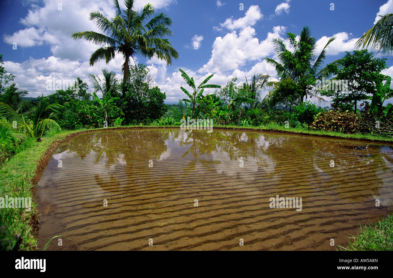 Rice patty on the slopes of Mt Batur Stock Photo - Alamy