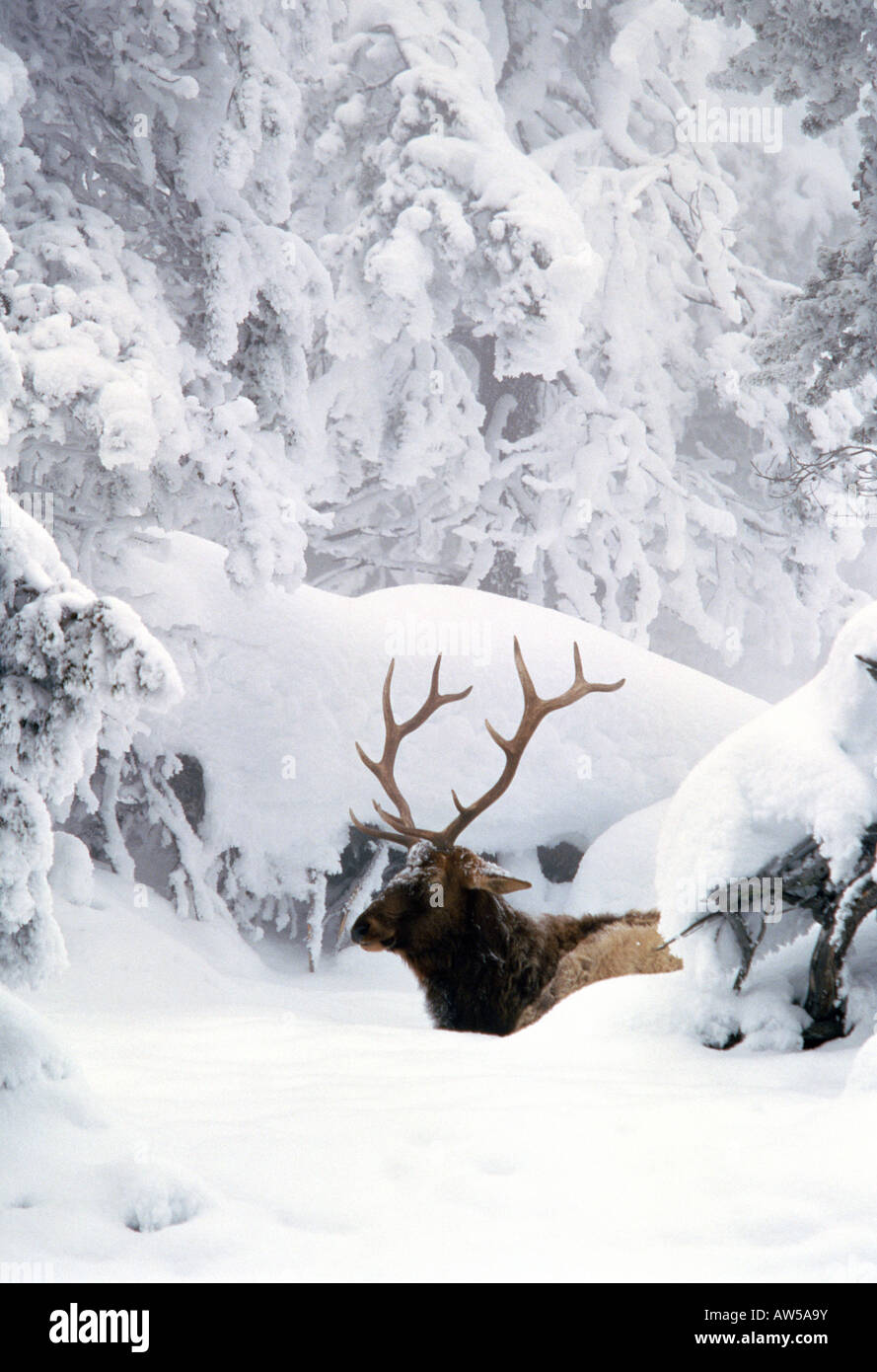 Elk in the snow Yellowstone National Park Stock Photo - Alamy