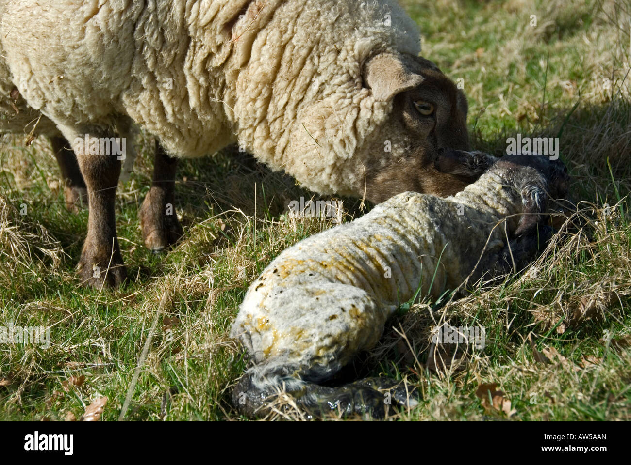 Sheep giving birth hi-res stock photography and images - Alamy