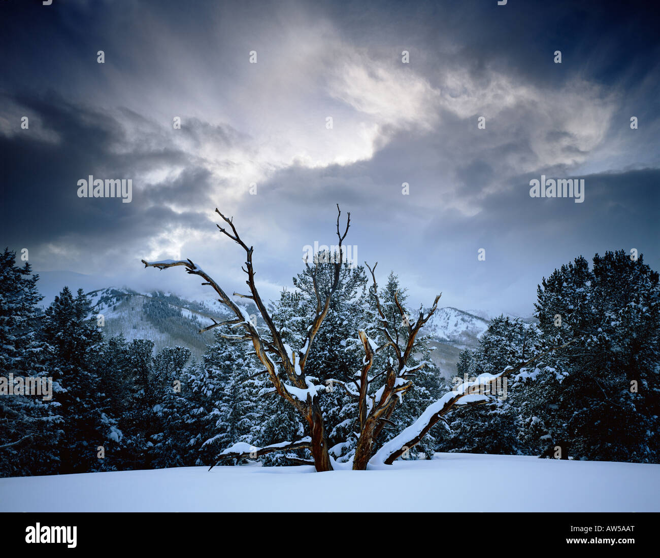 Winter in the Wasatch Mountains Stock Photo - Alamy