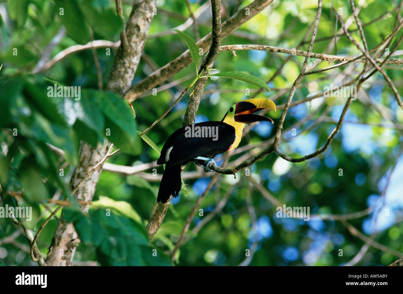 Tucan Bird Corcovado National Park Osa Peninsula Stock Photo - Alamy