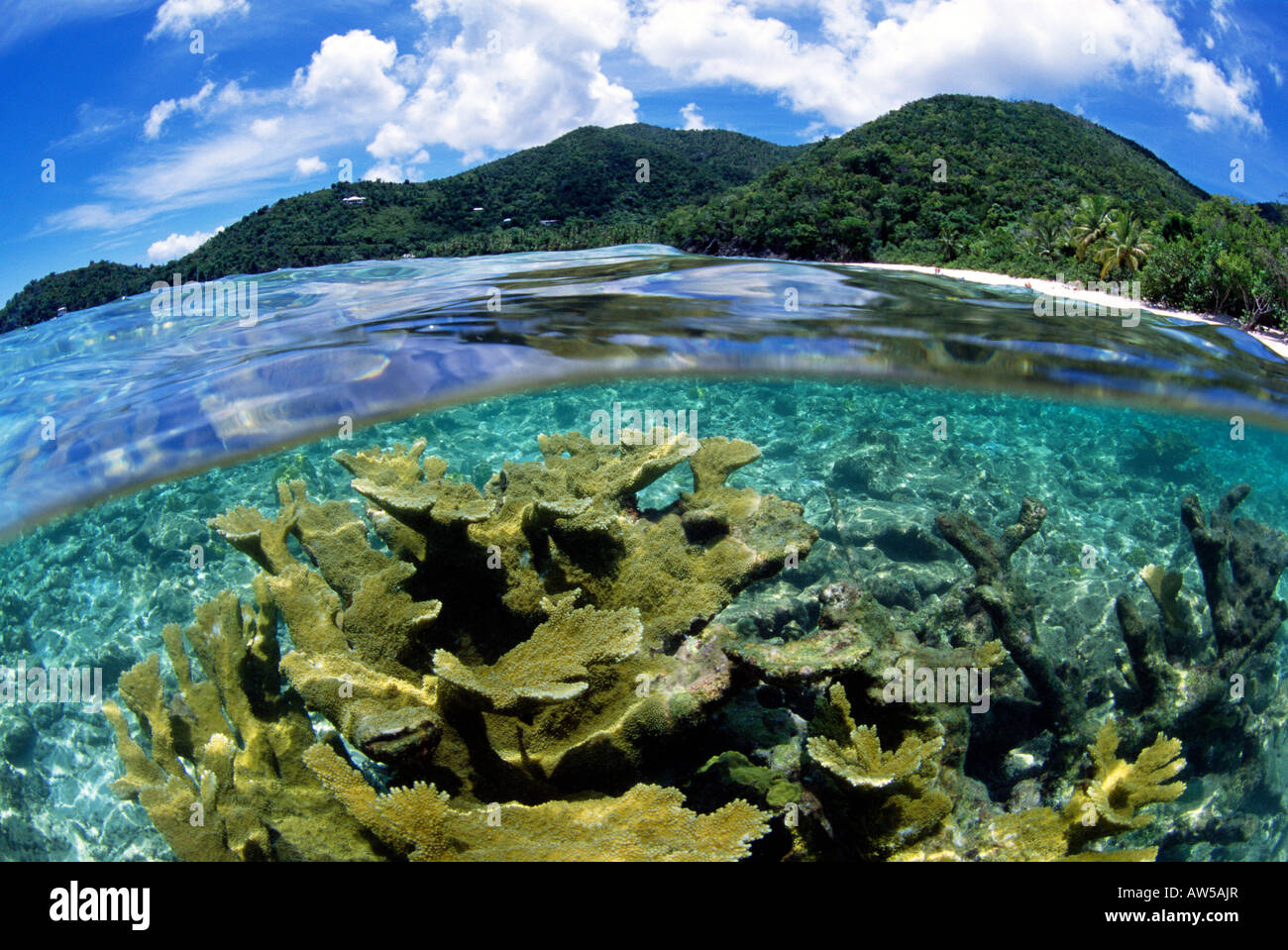 Virgin islands national park coral hi-res stock photography and images ...