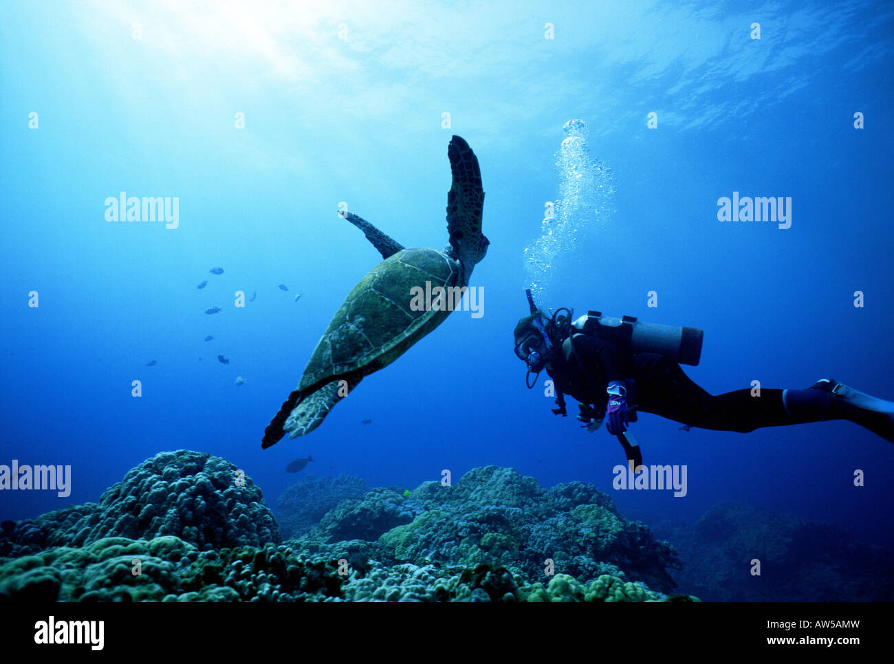 Sea Turtle and scuba diver Stock Photo - Alamy