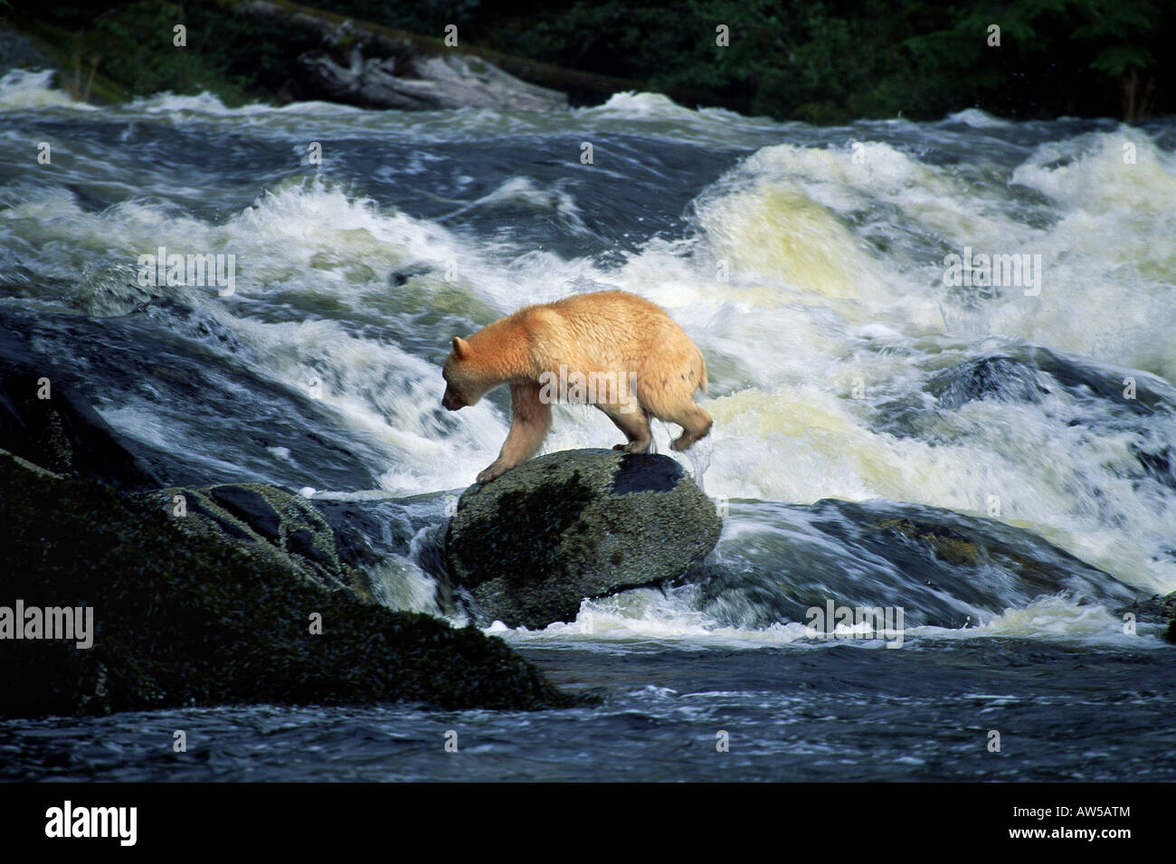 Kermode Bear Prince Royal Island Stock Photo - Alamy