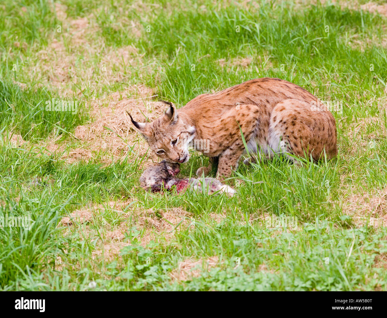 EUROPEAN LYNX LYNX LYNX EATING RABBIT SIDE VIEW Stock Photo - Alamy